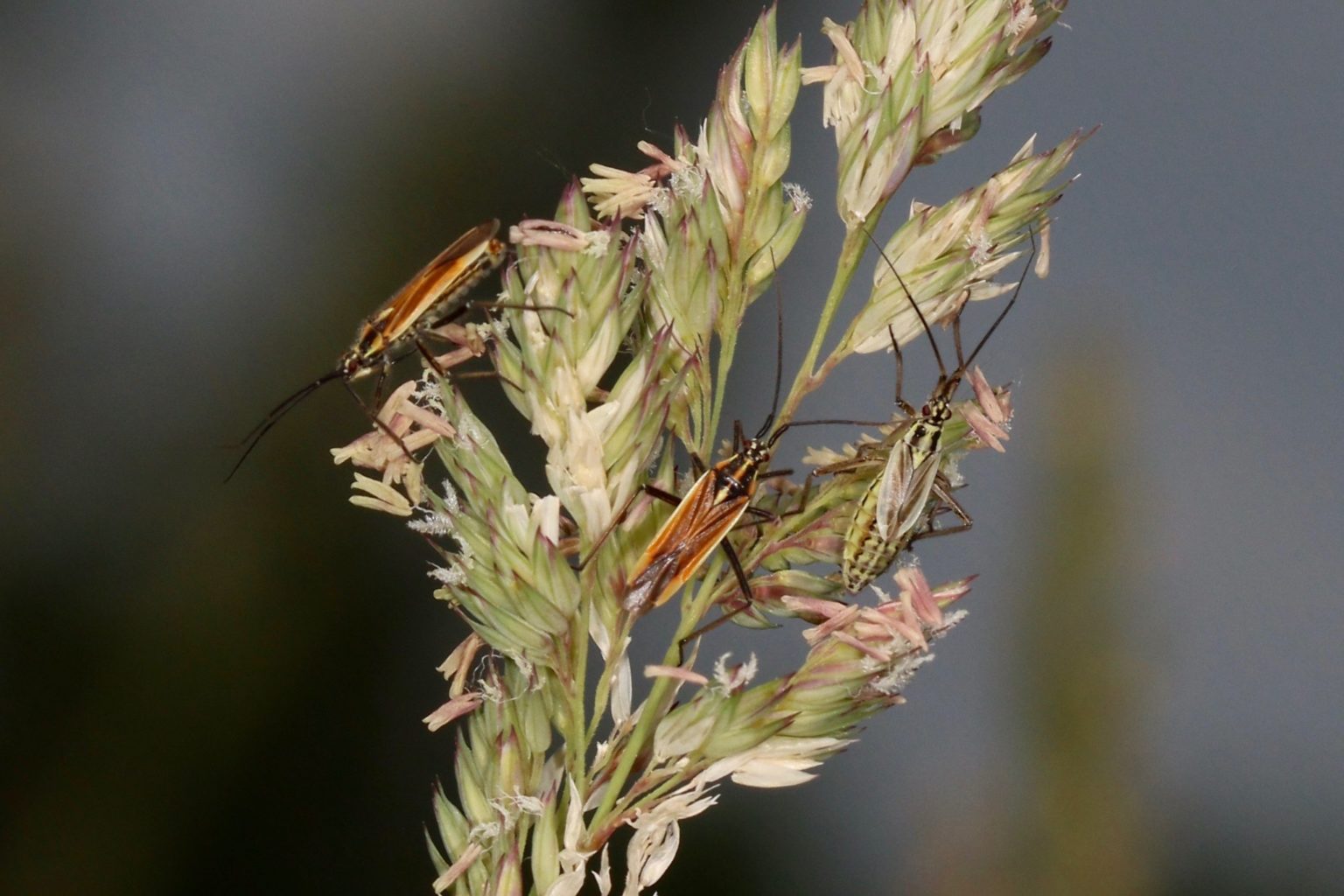 Host plants – Bugs In Our Backyard