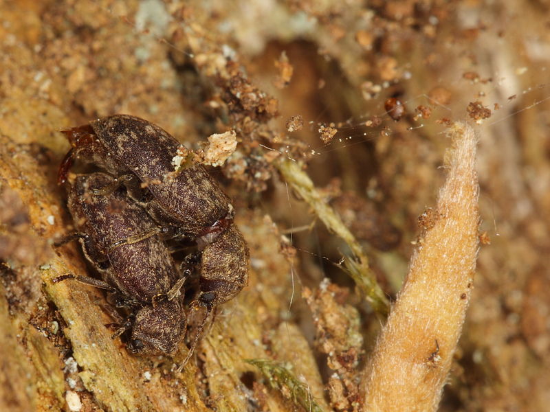 The Death Watch Beetle – Bugs In Our Backyard