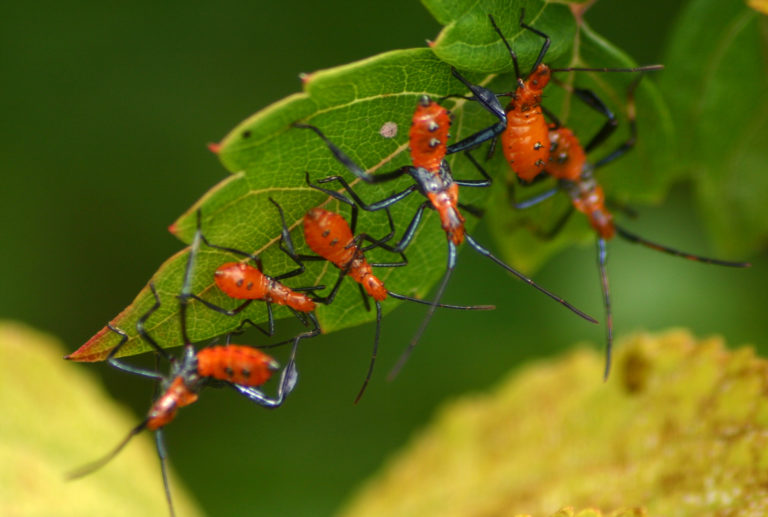Assassin Bugs: Ruthless Garden Predators – Bugs In Our Backyard