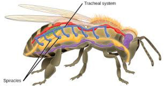Why insects always have a stitch in their side – Bugs In Our Backyard