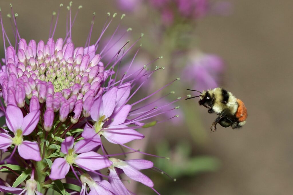 How to take amazing pictures of insects – Bugs In Our Backyard